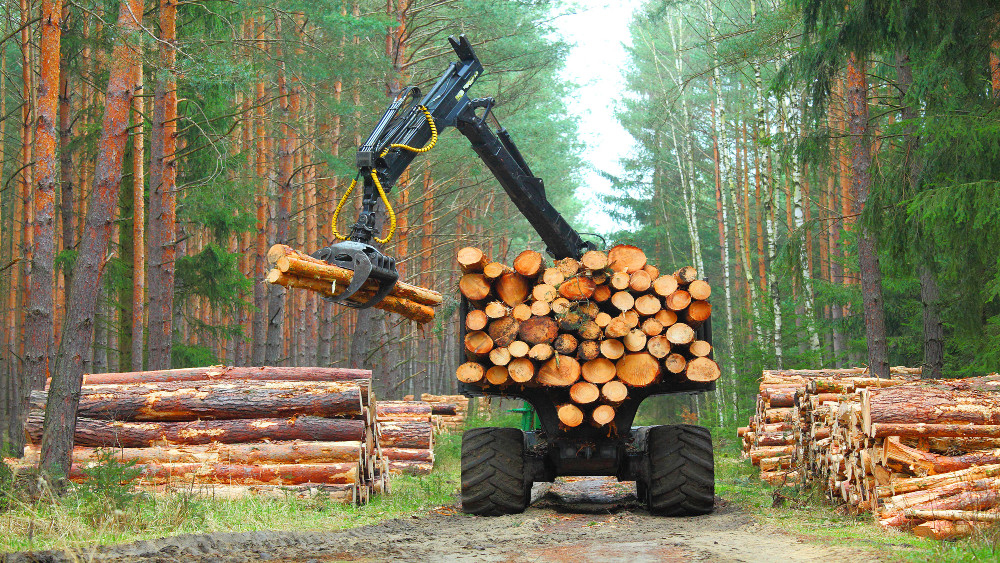 Builders' Merchants News - Maximising timber sales